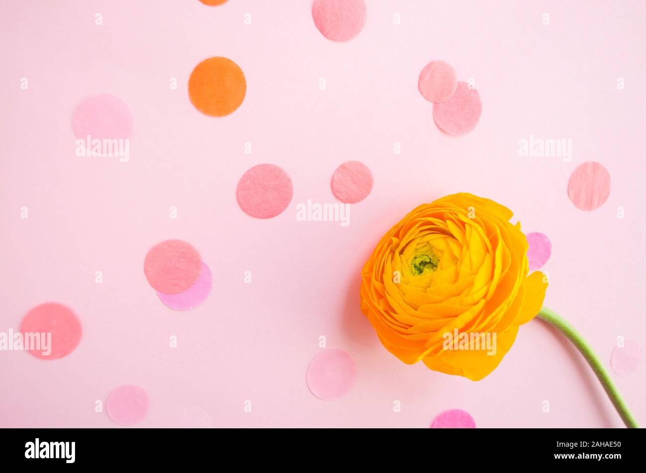 Beautiful fresh single yellow color ranunculus on pastel pink ...
