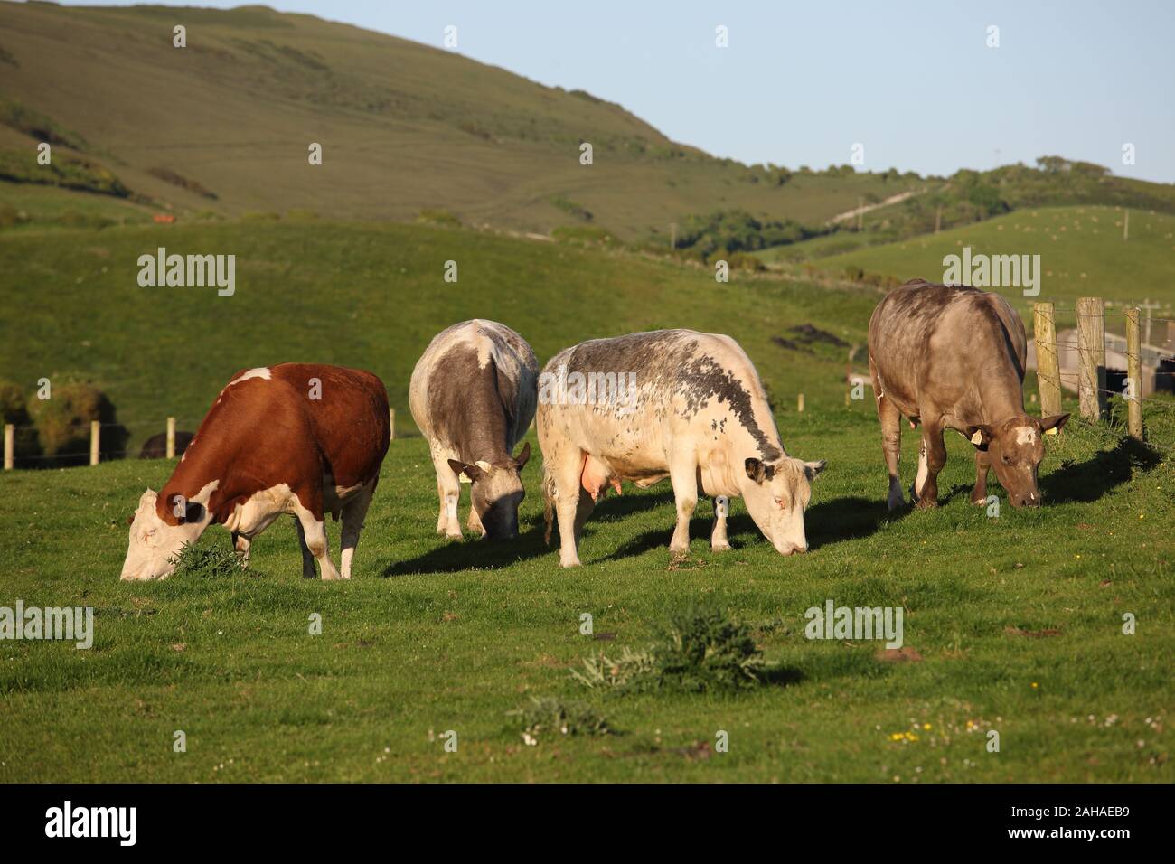 26.05.2017, Ventnor, Isle of Wight, Great Britain - Cows grazing in a ...