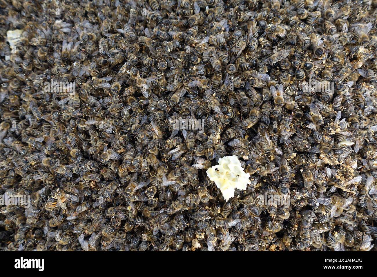 Varroa mite honey bee hi-res stock photography and images - Alamy