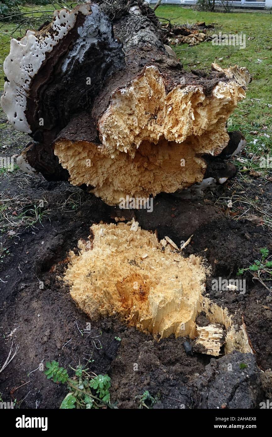 Fungal attack hi-res stock photography and images - Alamy