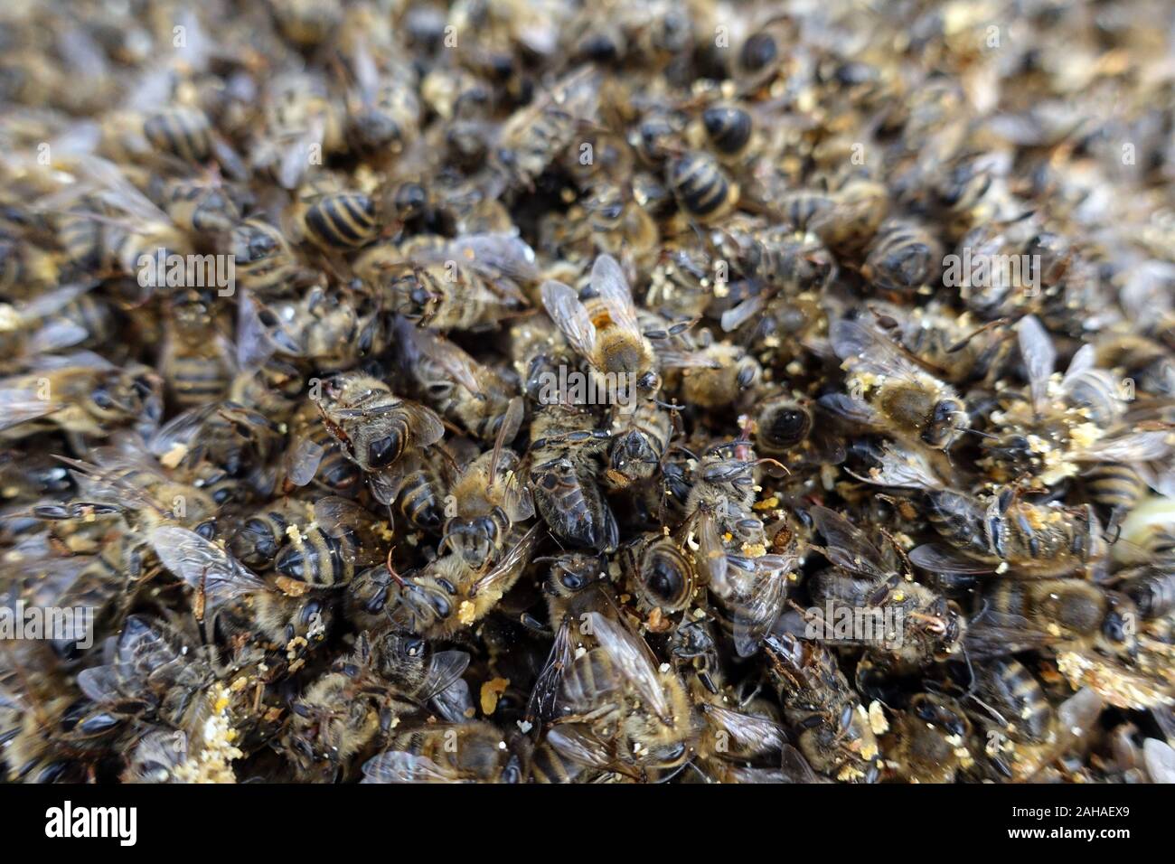 Varroa mite disease hi-res stock photography and images - Alamy