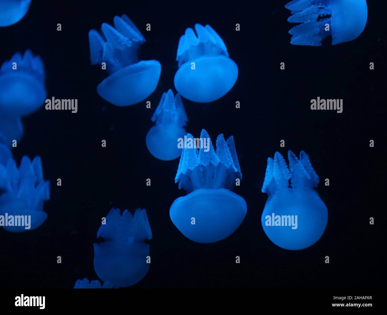 Luminous jellyfish hi-res stock photography and images - Alamy