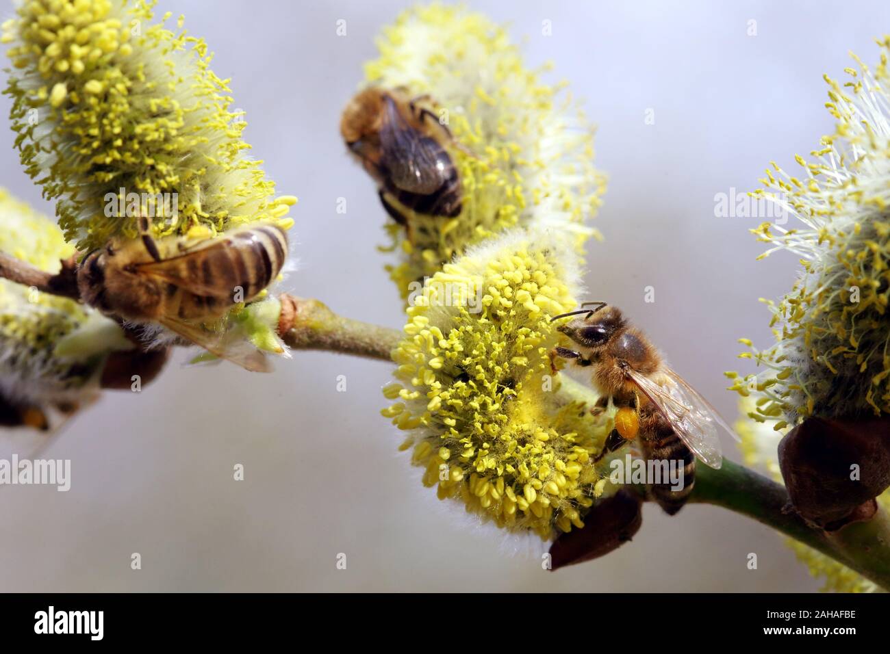 Bees Willow High Resolution Stock Photography and Images - Alamy