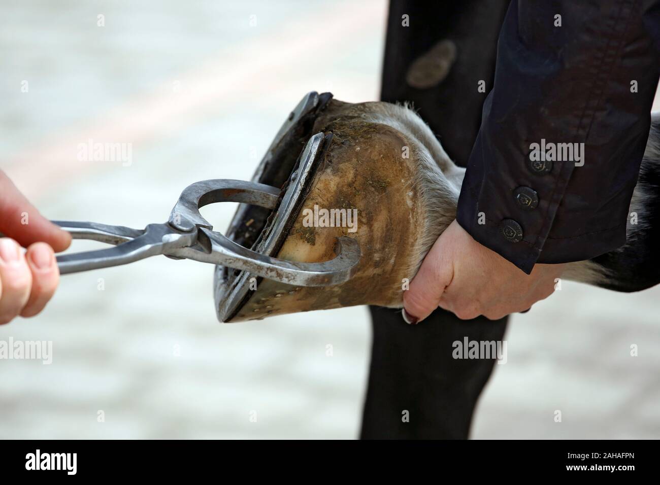 Hoof ulcer hi-res stock photography and images - Alamy