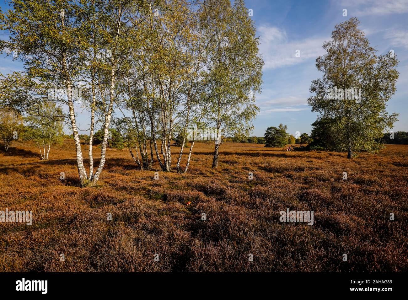 Dwarf heath hi-res stock photography and images - Alamy