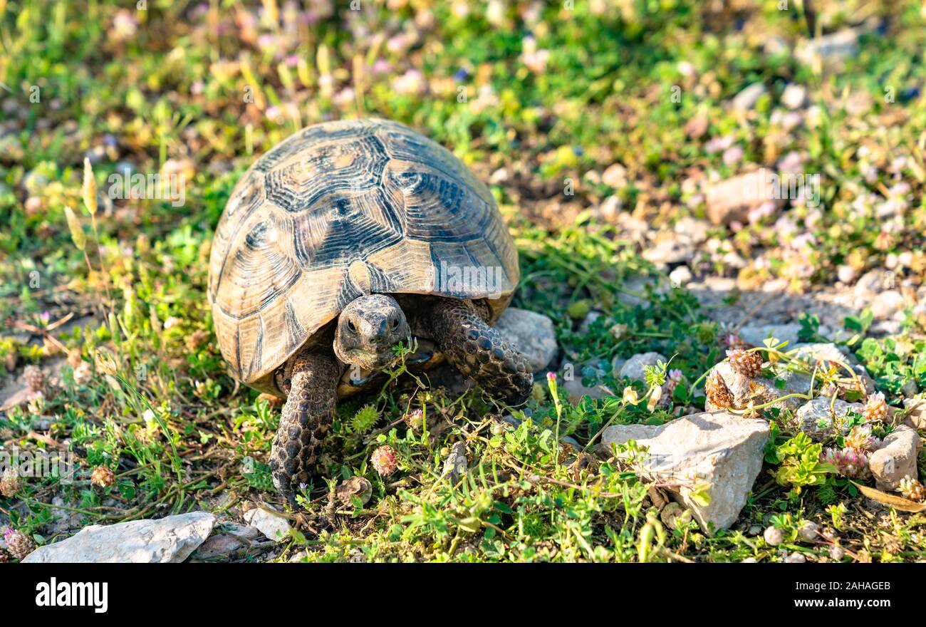 Turtle in wildlife in Turkey Stock Photo - Alamy