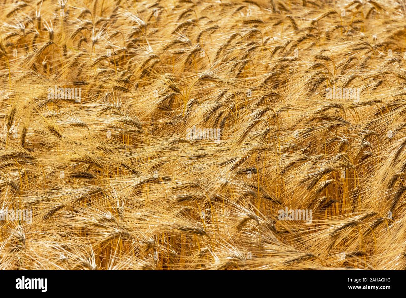 Bauern getreidefelder hi-res stock photography and images - Alamy
