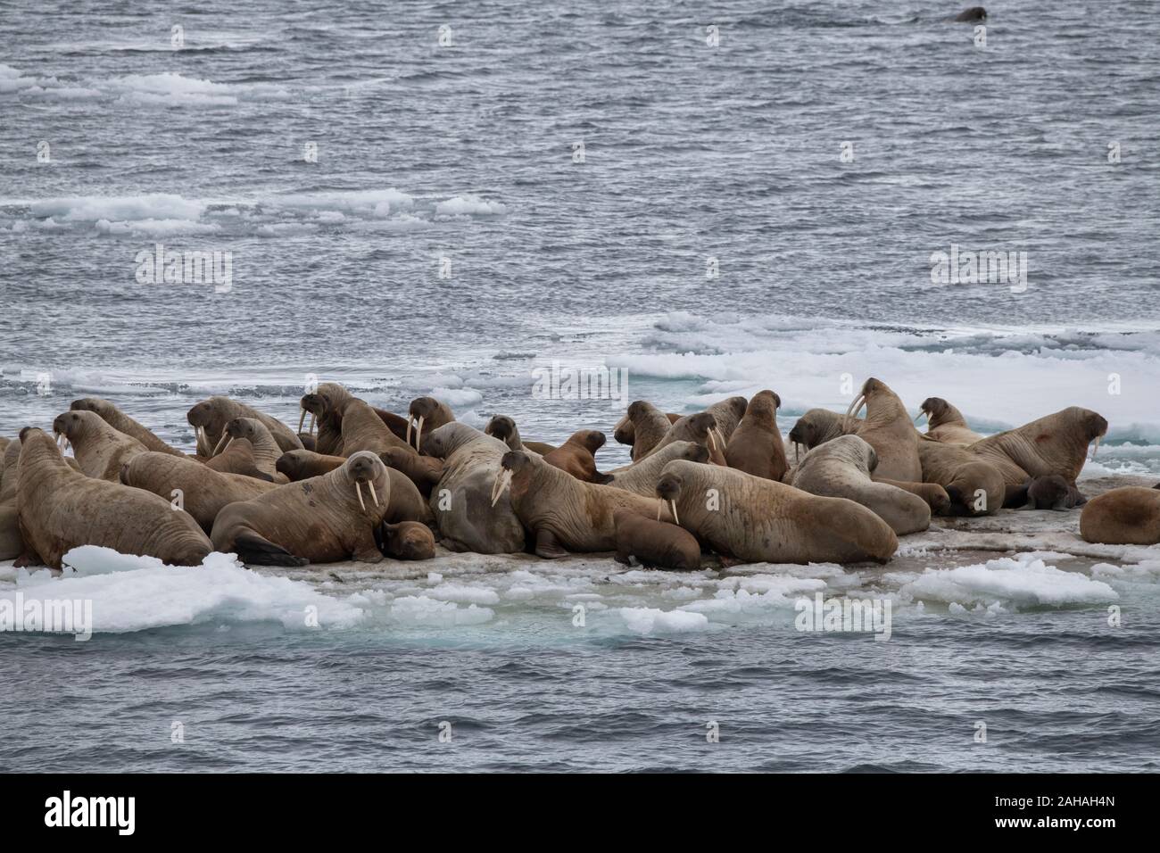 Russia, High Arctic, Franz Josef Land, Barents Sea. Atlantic walrus on ...