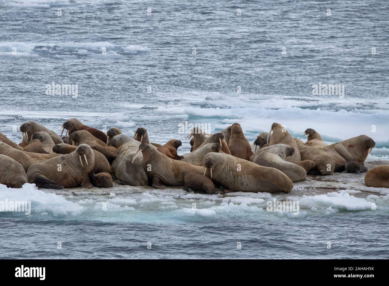 Pod of walrus hi-res stock photography and images - Alamy