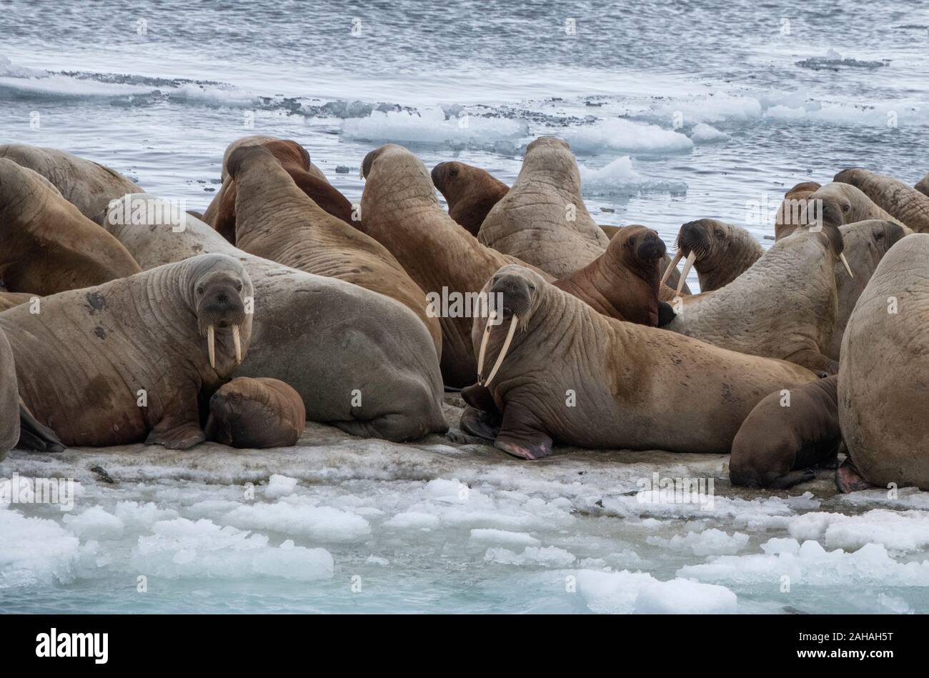 Pod of walrus hi-res stock photography and images - Alamy