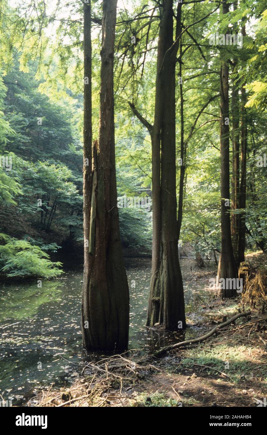 parco naturale regionale dei boschi di carrega Stock Photo - Alamy