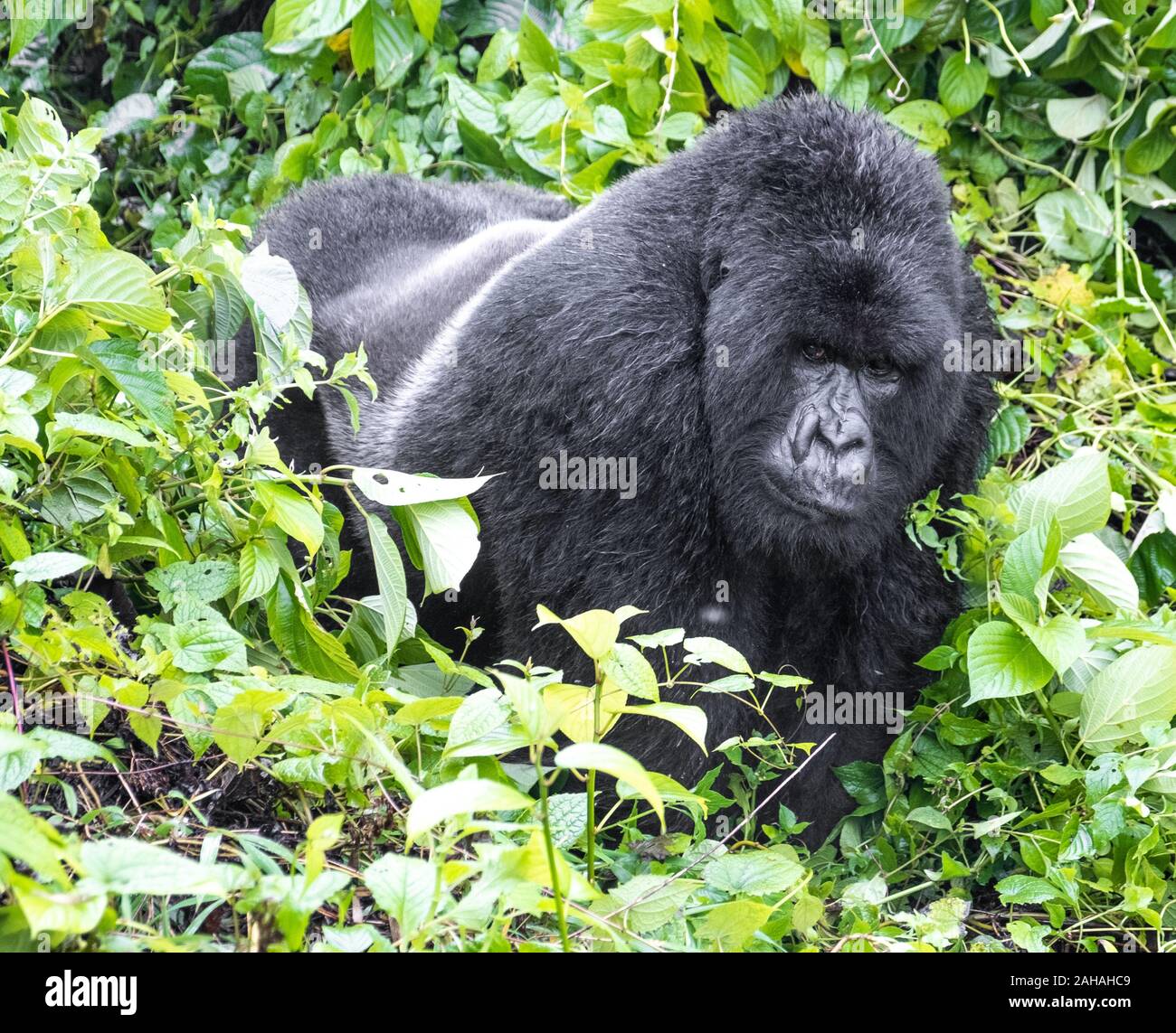 Virunga Mountain Gorillas Stock Photo - Alamy