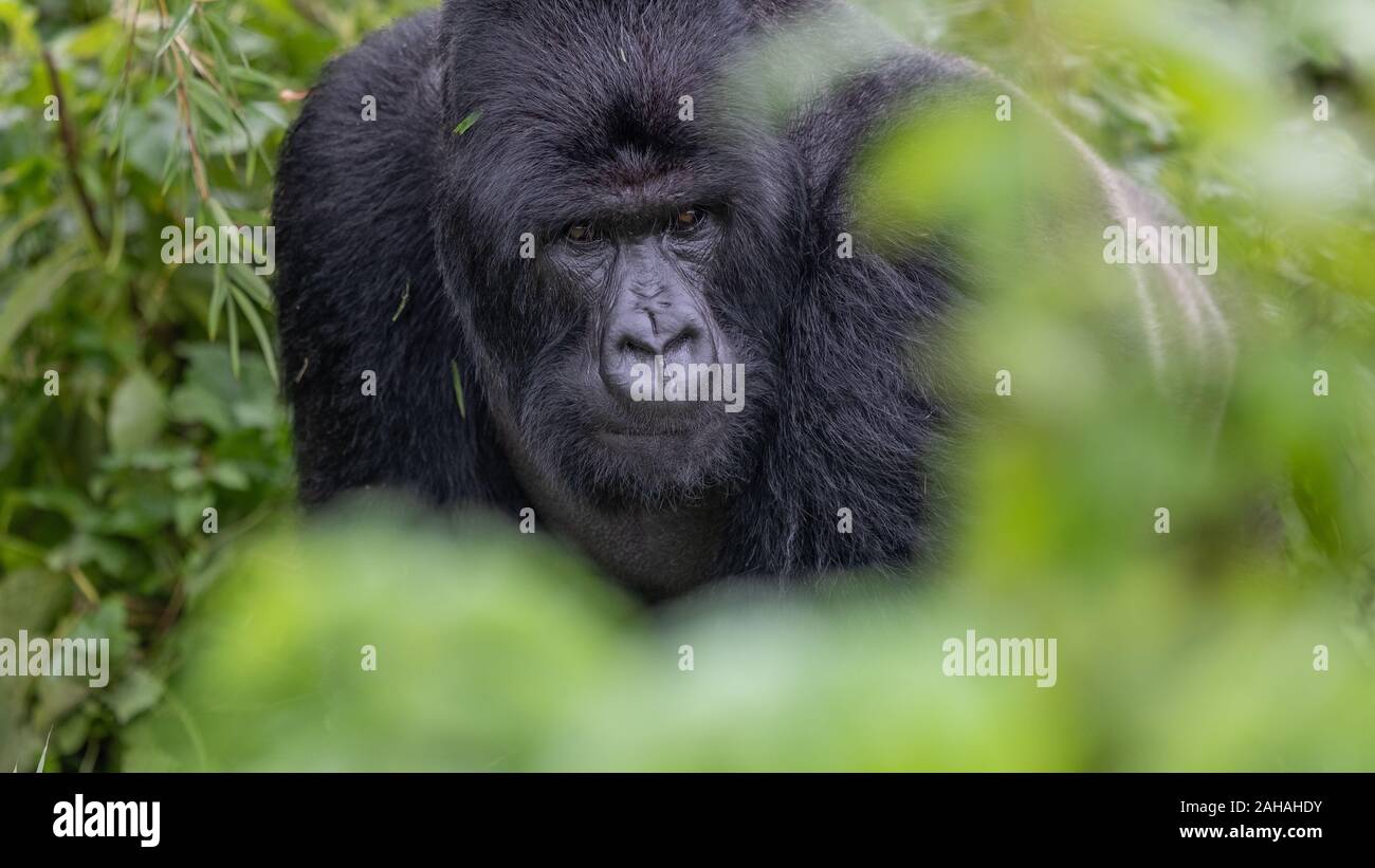 Virunga Mountain Gorillas Stock Photo - Alamy