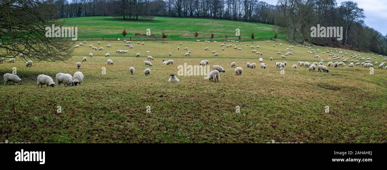 Woodland background hi-res stock photography and images - Alamy
