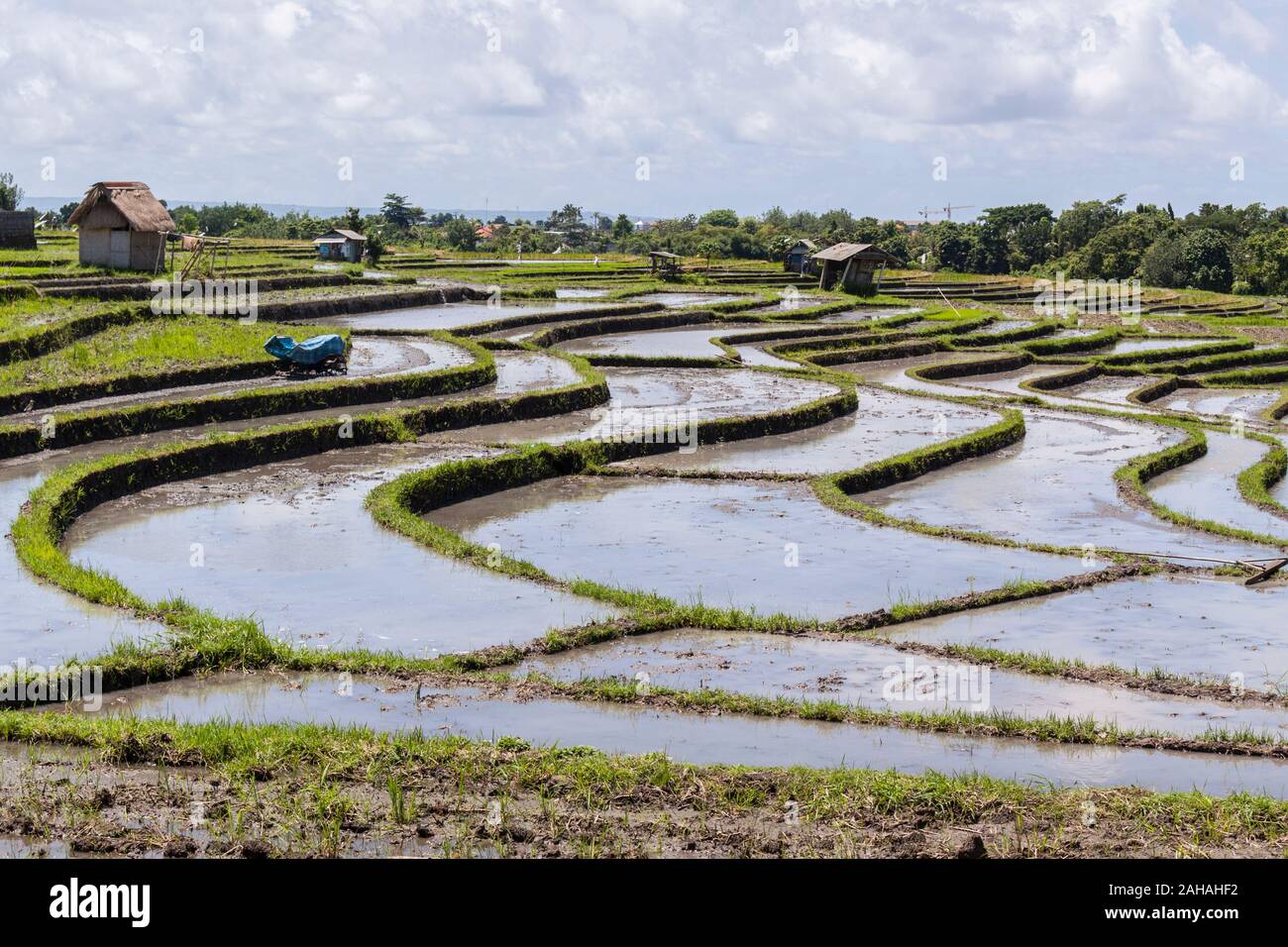 Bali Rice Filds Stock Photo - Alamy