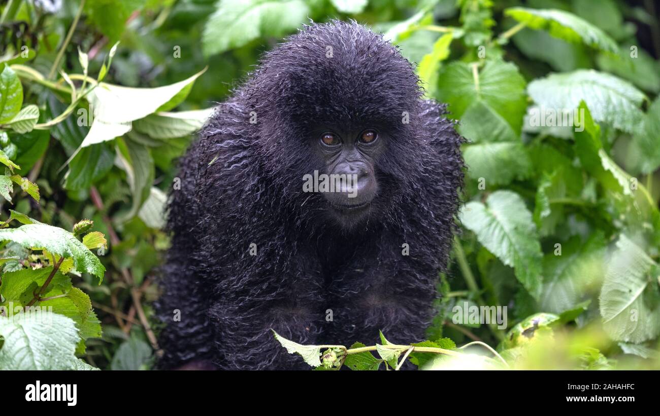 Virunga Mountain Gorillas Stock Photo - Alamy