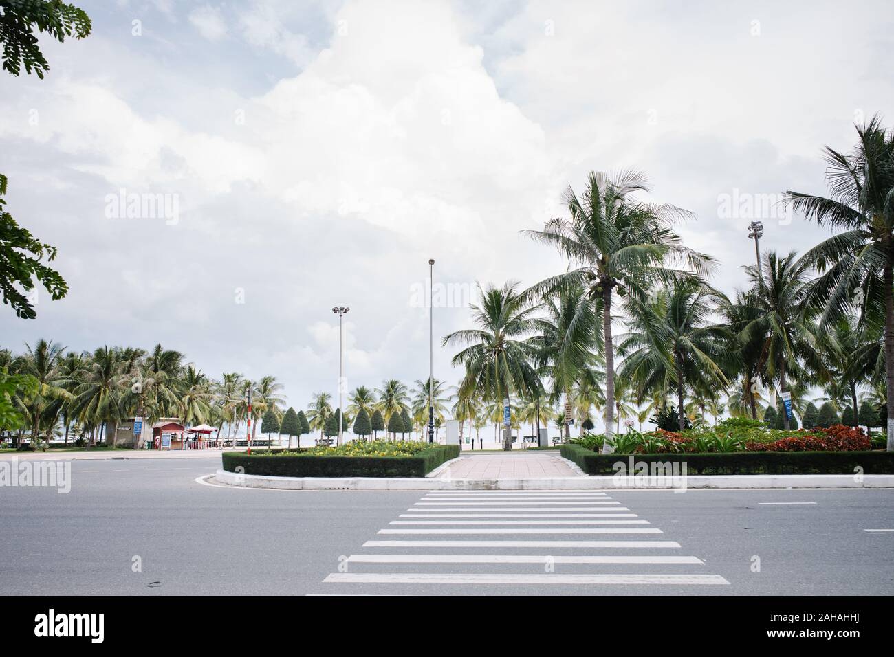 Palm trees are planted side by side along the roadside Stock Photo - Alamy