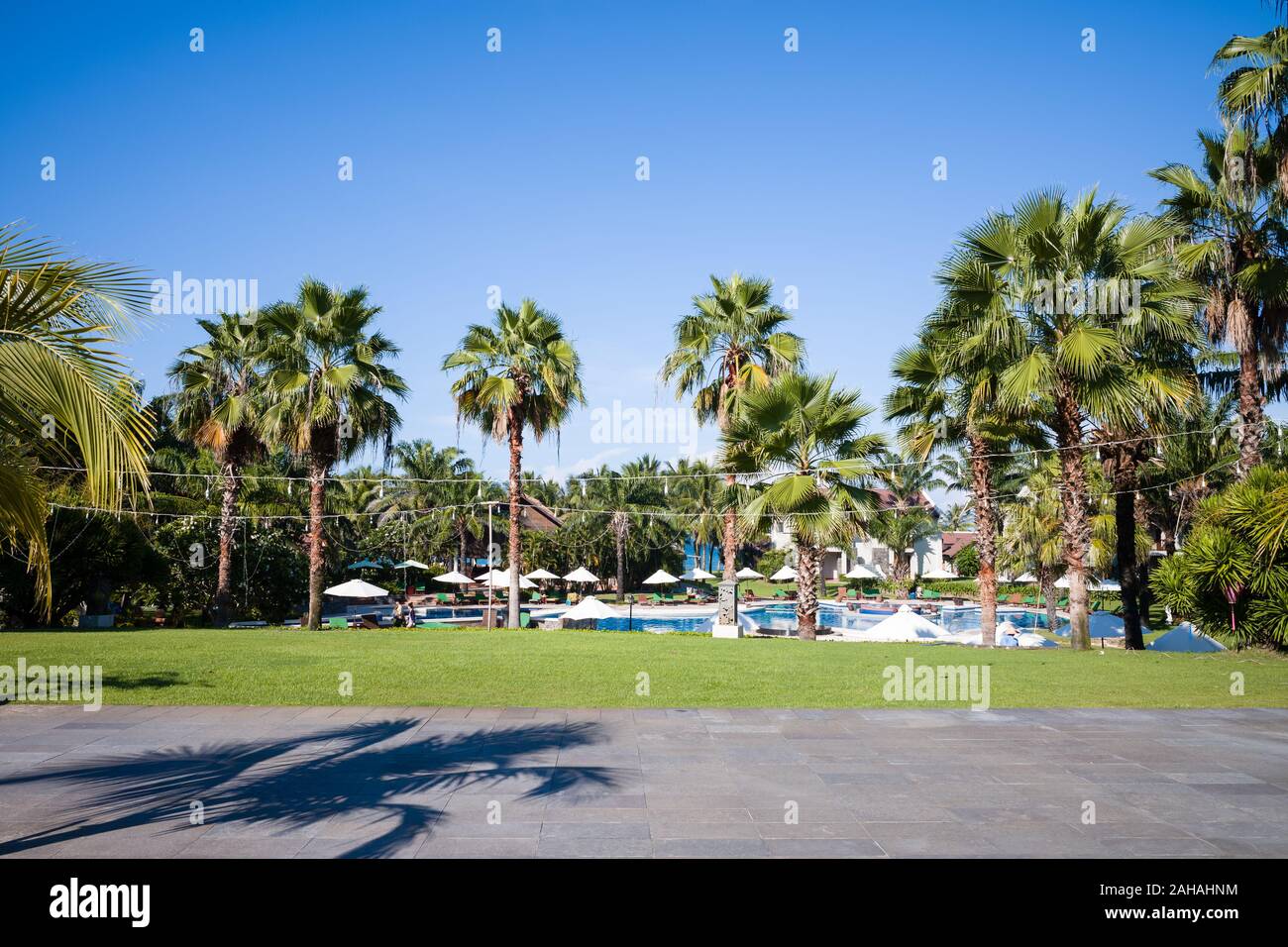 Palm trees are planted side by side along the roadside Stock Photo - Alamy