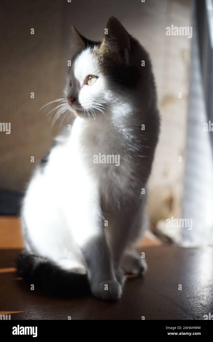 White kitten portrait in sunny room, domestic animals relax, lovely cat ...
