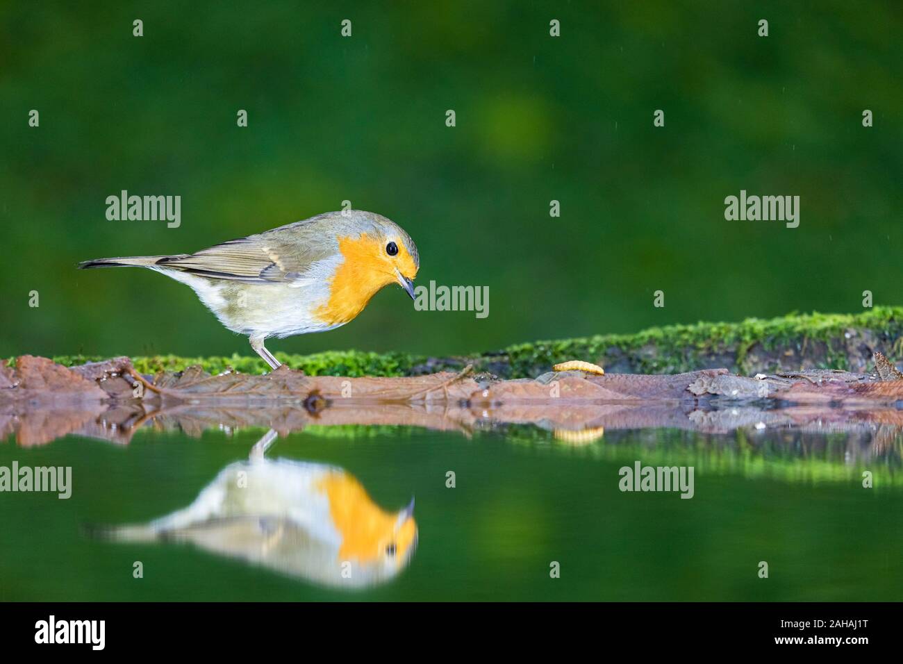 Robin in rain hi-res stock photography and images - Alamy