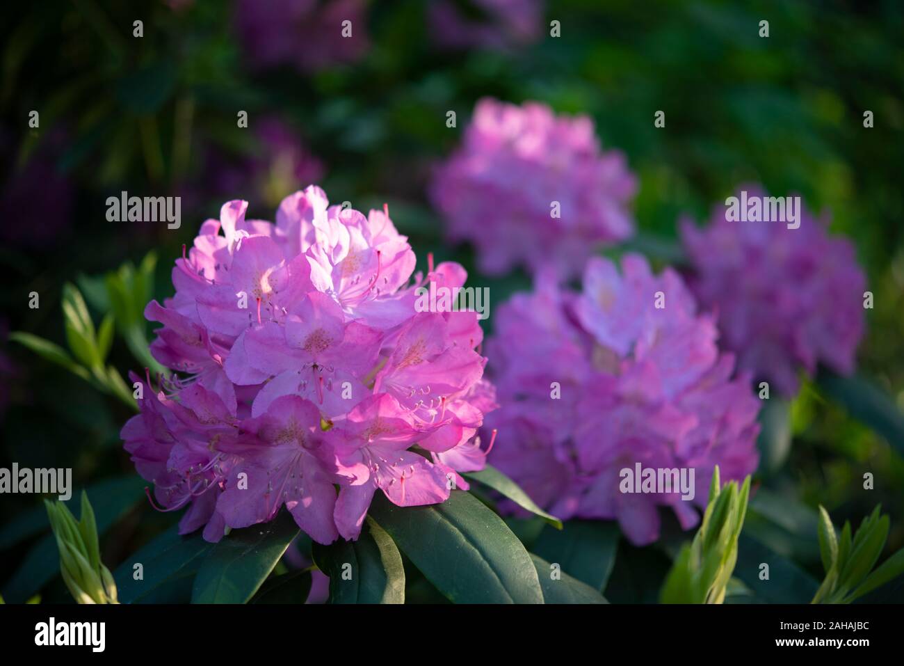 Detail of flower heads of Rhododendron Catawbiense Grandiflorum Stock ...