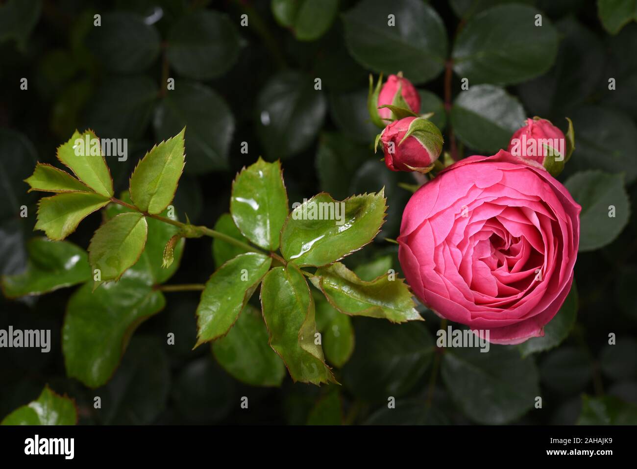 Kordes Shrub Rose High Resolution Stock Photography and Images - Alamy