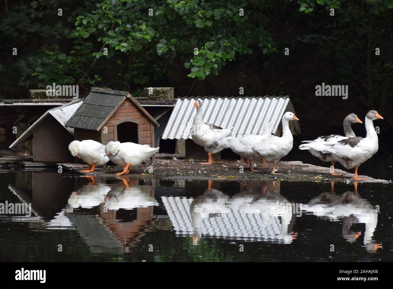 Danish landrace goose on their Dwellings Stock Photo - Alamy