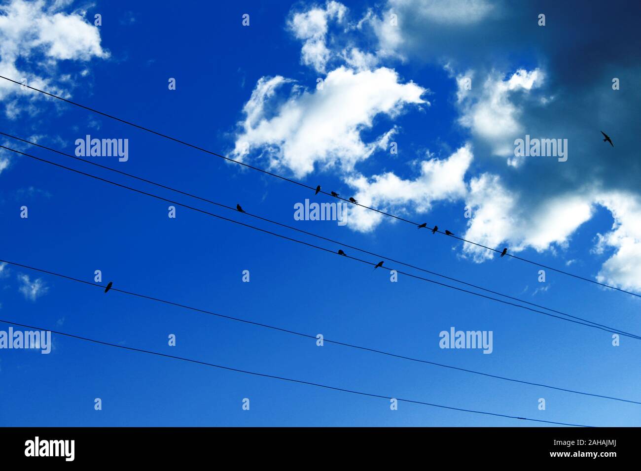 Birds on electrical wire against beautiful sunny blue sky with. Natural ...