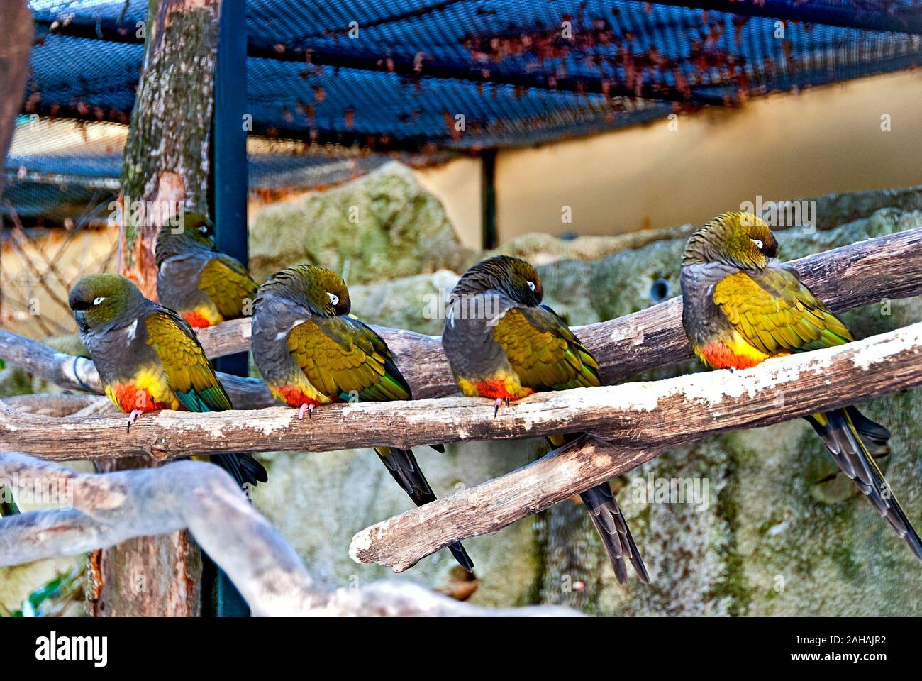 Aviary parrot hi-res stock photography and images - Alamy