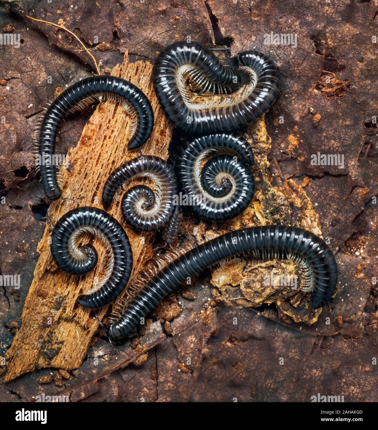Millipede Legs High Resolution Stock Photography and Images - Alamy