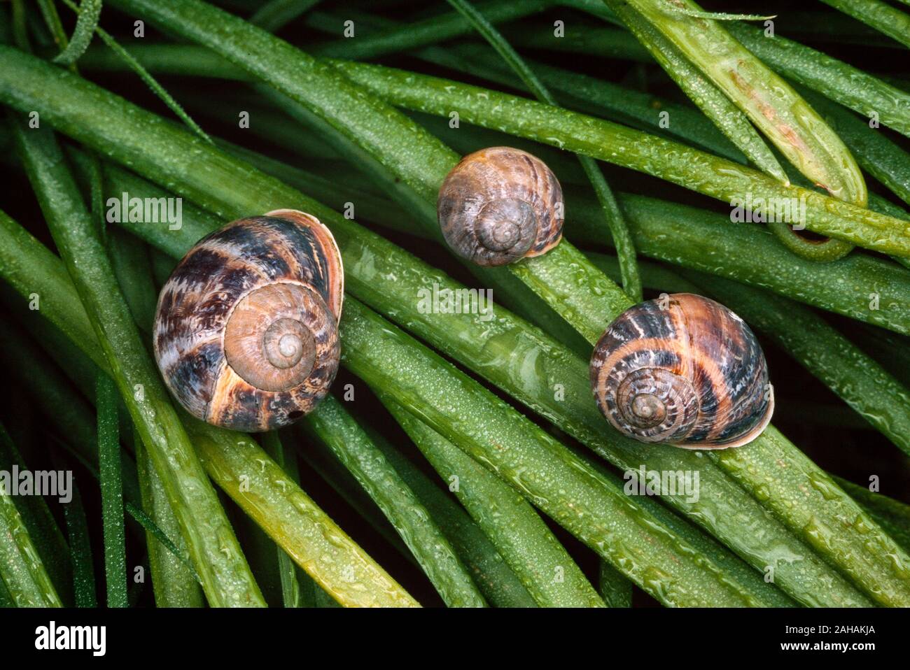 Aestivation hi-res stock photography and images - Alamy