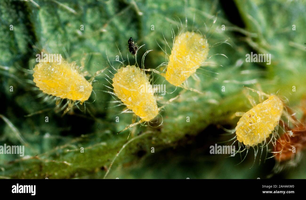 Tropical aphids, Aphis sp. a tiny species grouped together on a leaf ...