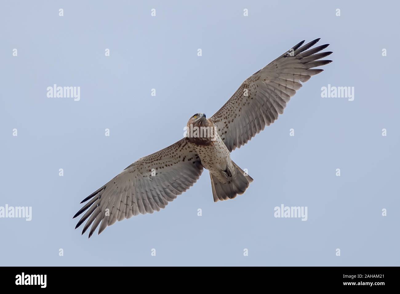 Short Toed Snake Eagle Flying Stock Photo - Alamy