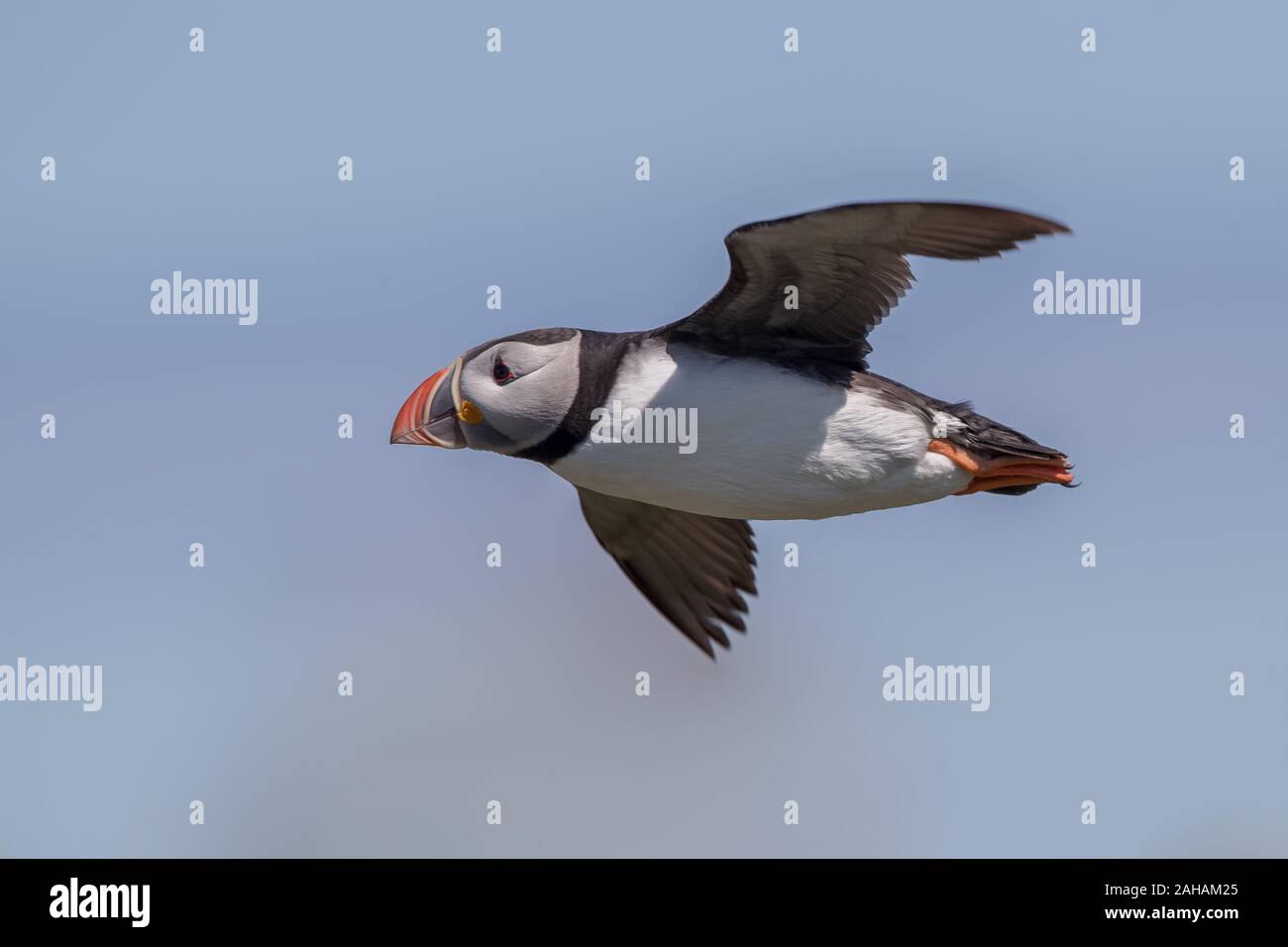 Puffin soaring hi-res stock photography and images - Alamy