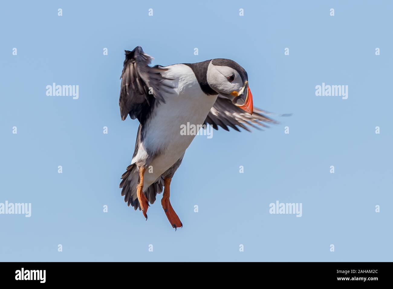 Puffin soaring hi-res stock photography and images - Alamy