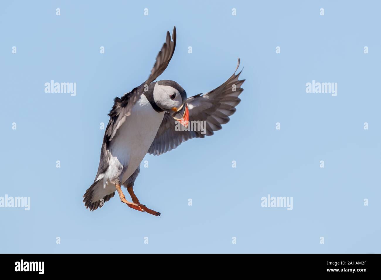Puffin soaring hi-res stock photography and images - Alamy