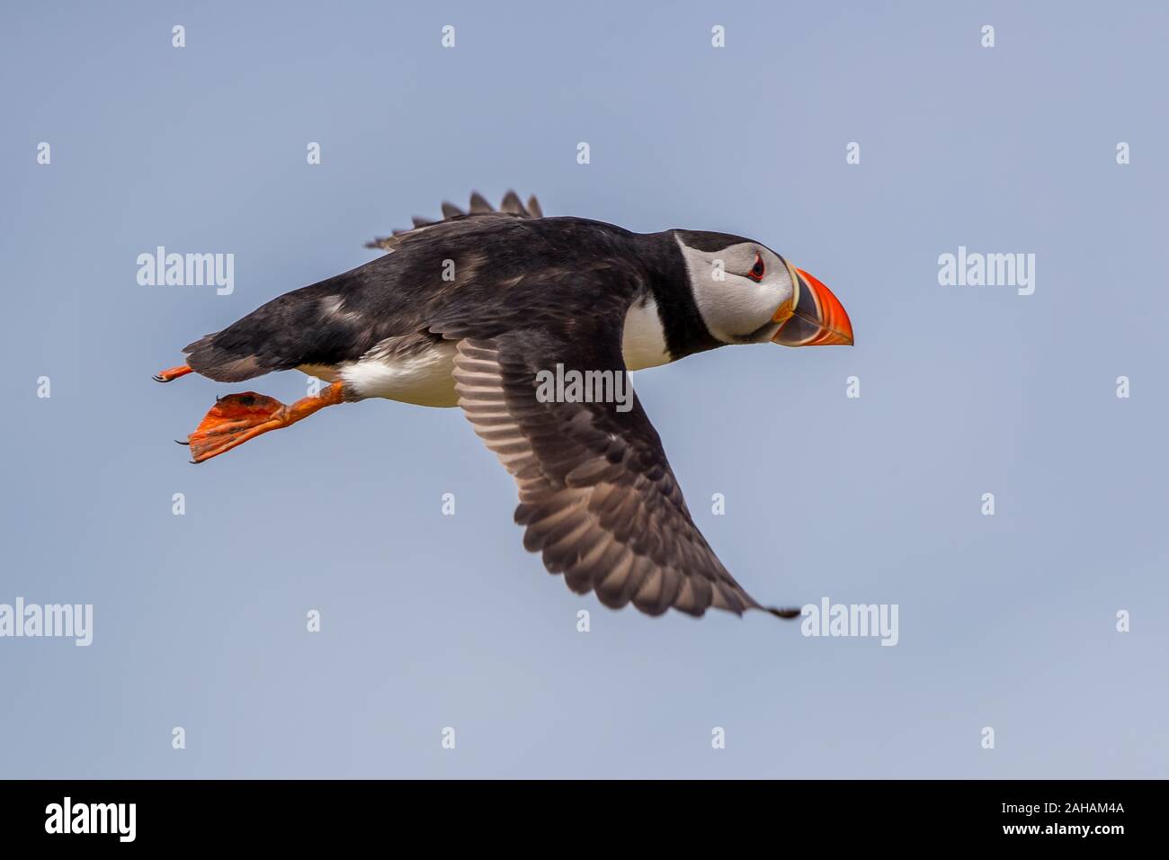 Puffin soaring hi-res stock photography and images - Alamy