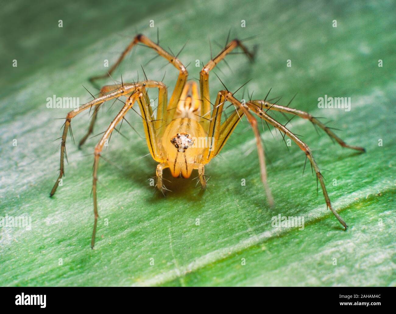 Lynx spider, Oxyopes sp. Malaysia Stock Photo - Alamy