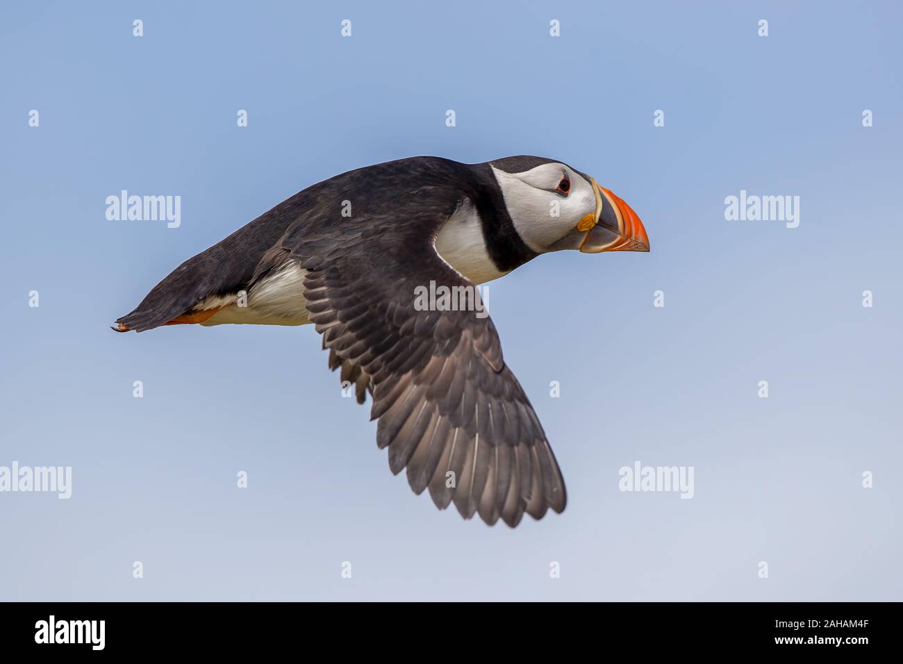 Puffin soaring hi-res stock photography and images - Alamy