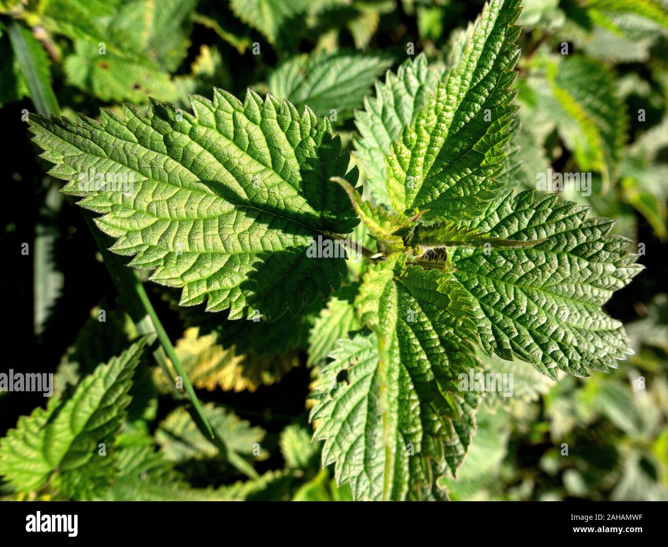 The tip of a nettle taken from above Stock Photo - Alamy