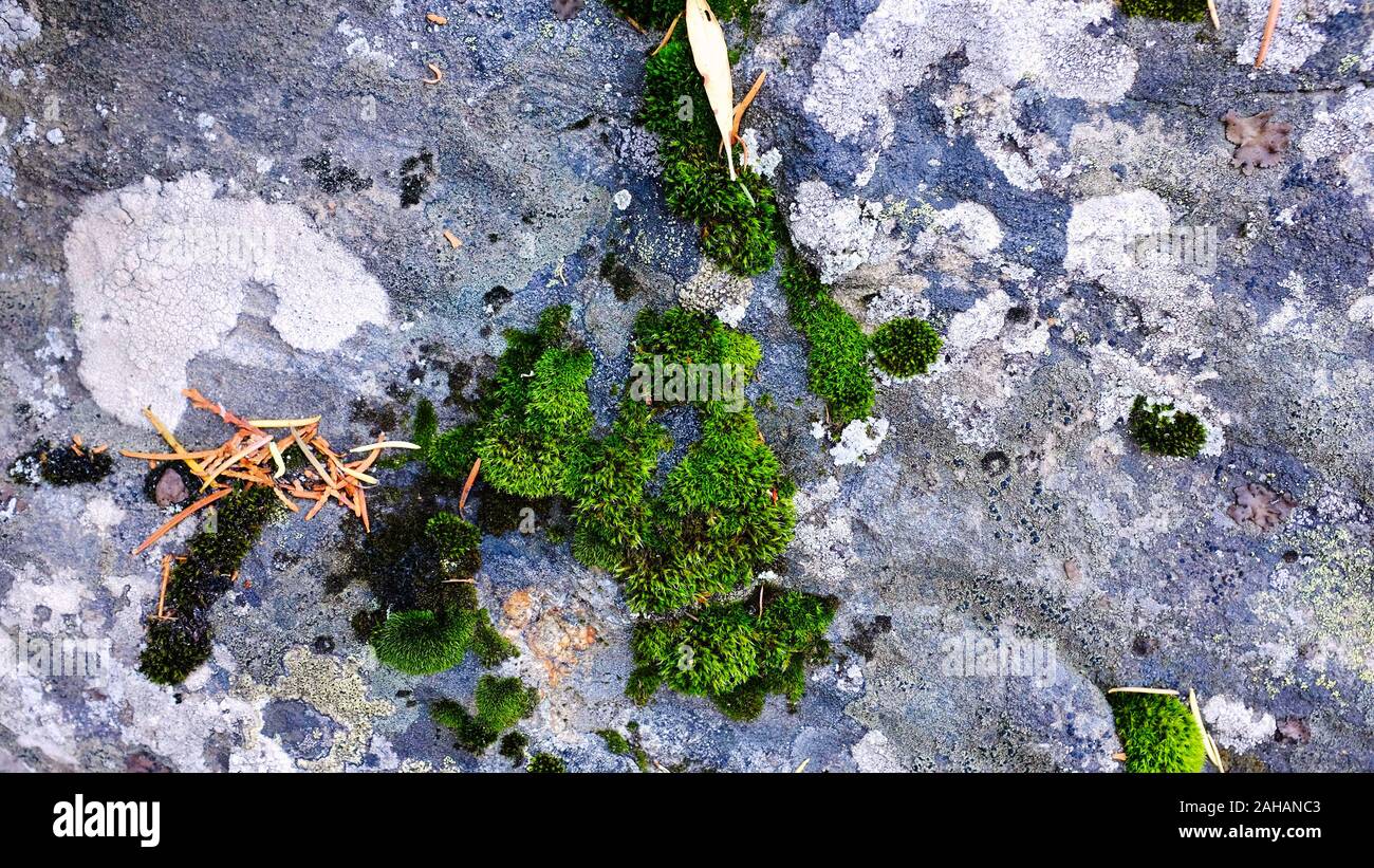 Moss on the rock hi-res stock photography and images - Alamy