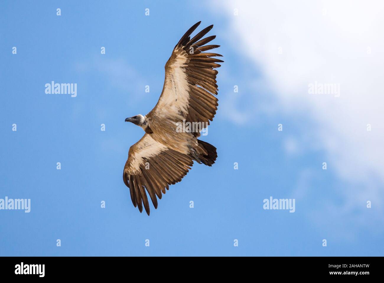 Vulture scavenger namibia hi-res stock photography and images - Alamy