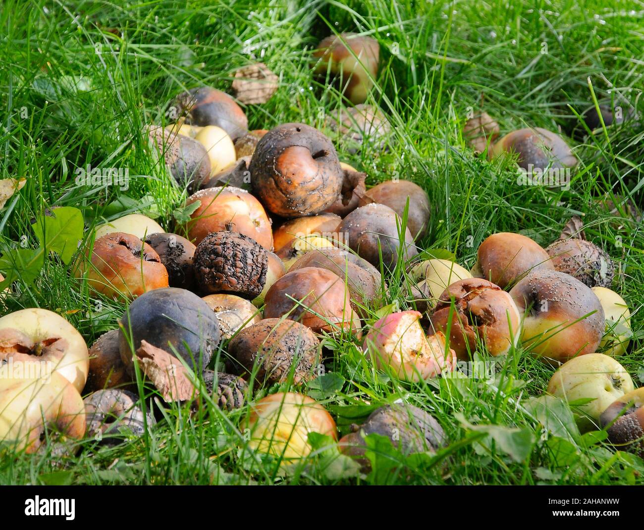 Old bad rotten apples Stock Photo - Alamy