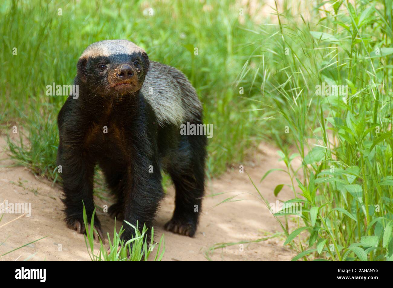 Young old Honey Badger closeup Stock Photo - Alamy