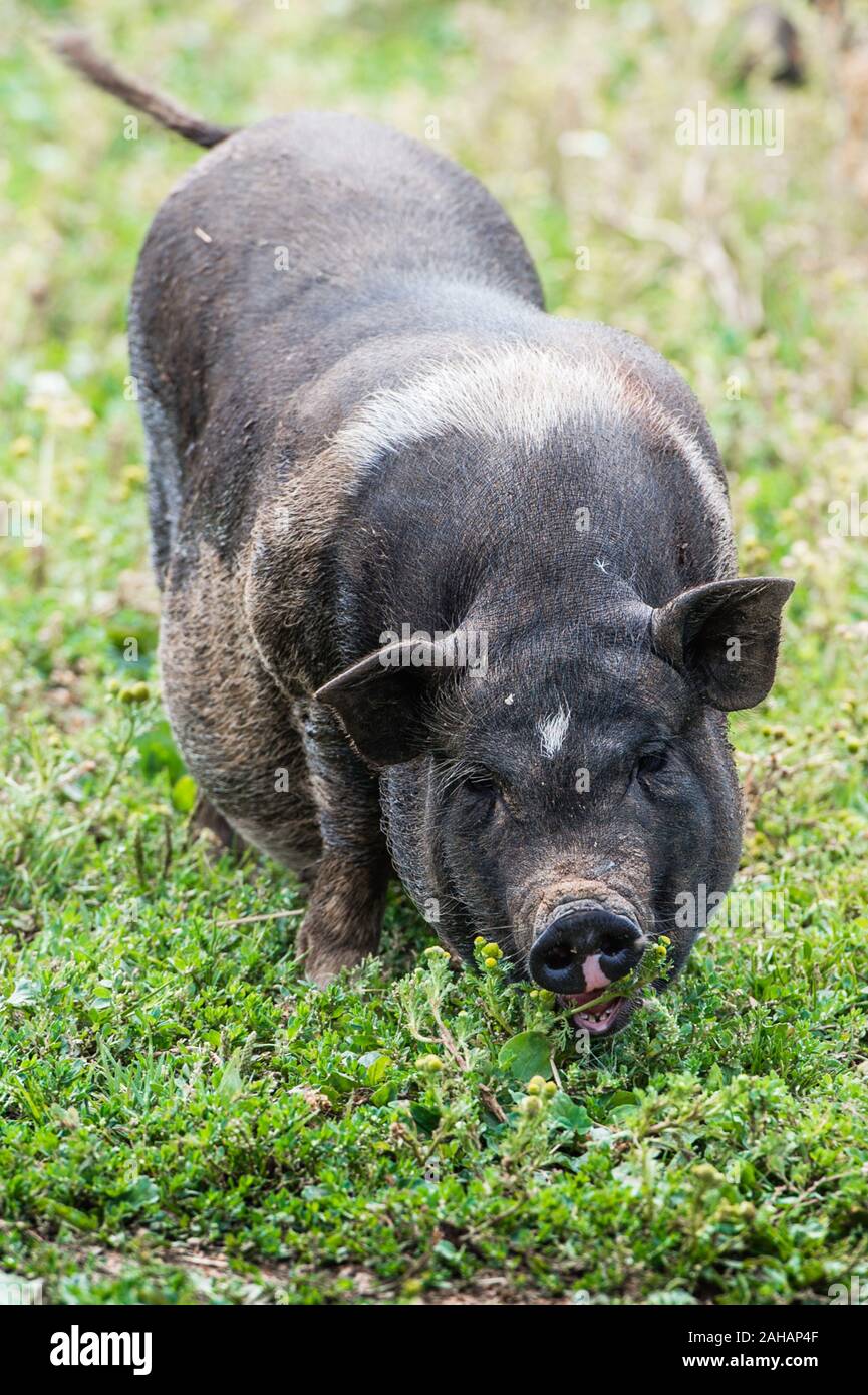 One little piglet standing hi-res stock photography and images - Alamy