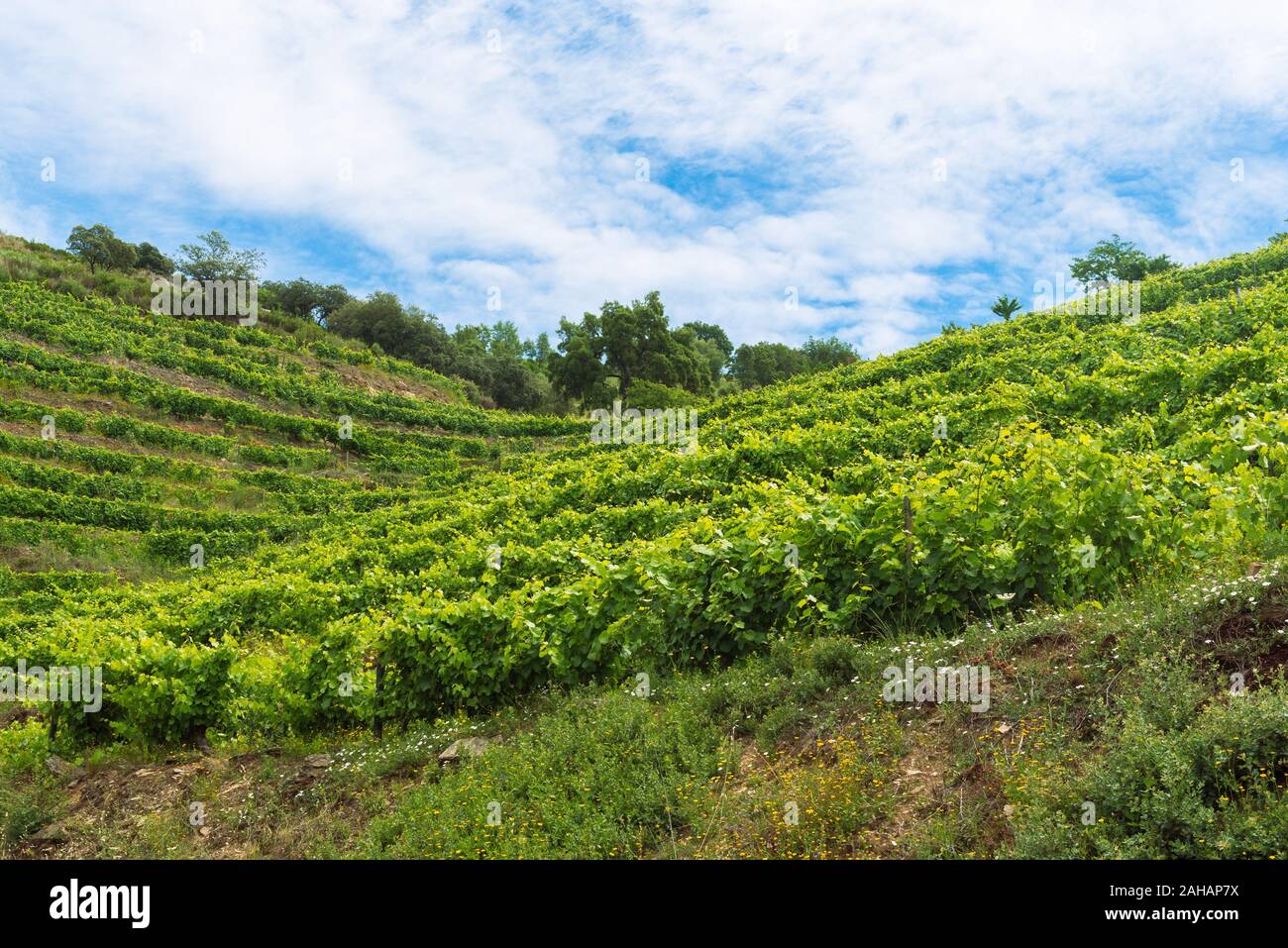 Grape field hi-res stock photography and images - Alamy