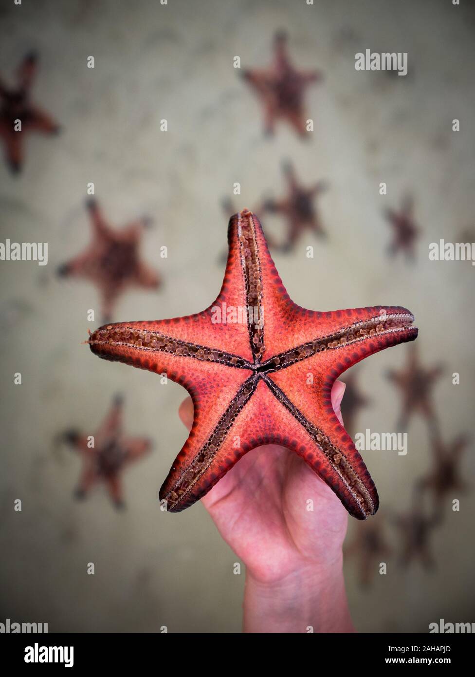 Starfish shape hi-res stock photography and images - Alamy