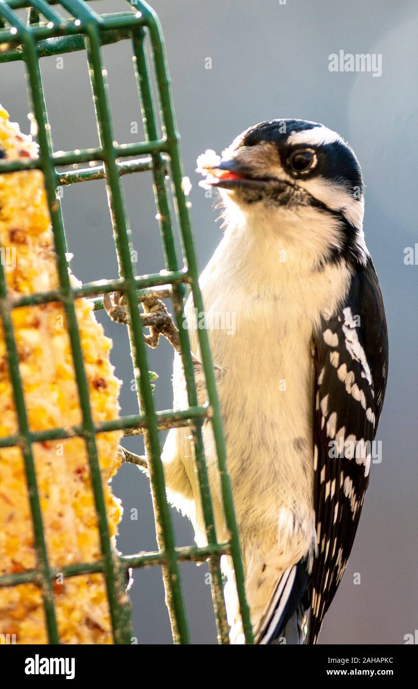 Downy woodpwcker hi-res stock photography and images - Alamy