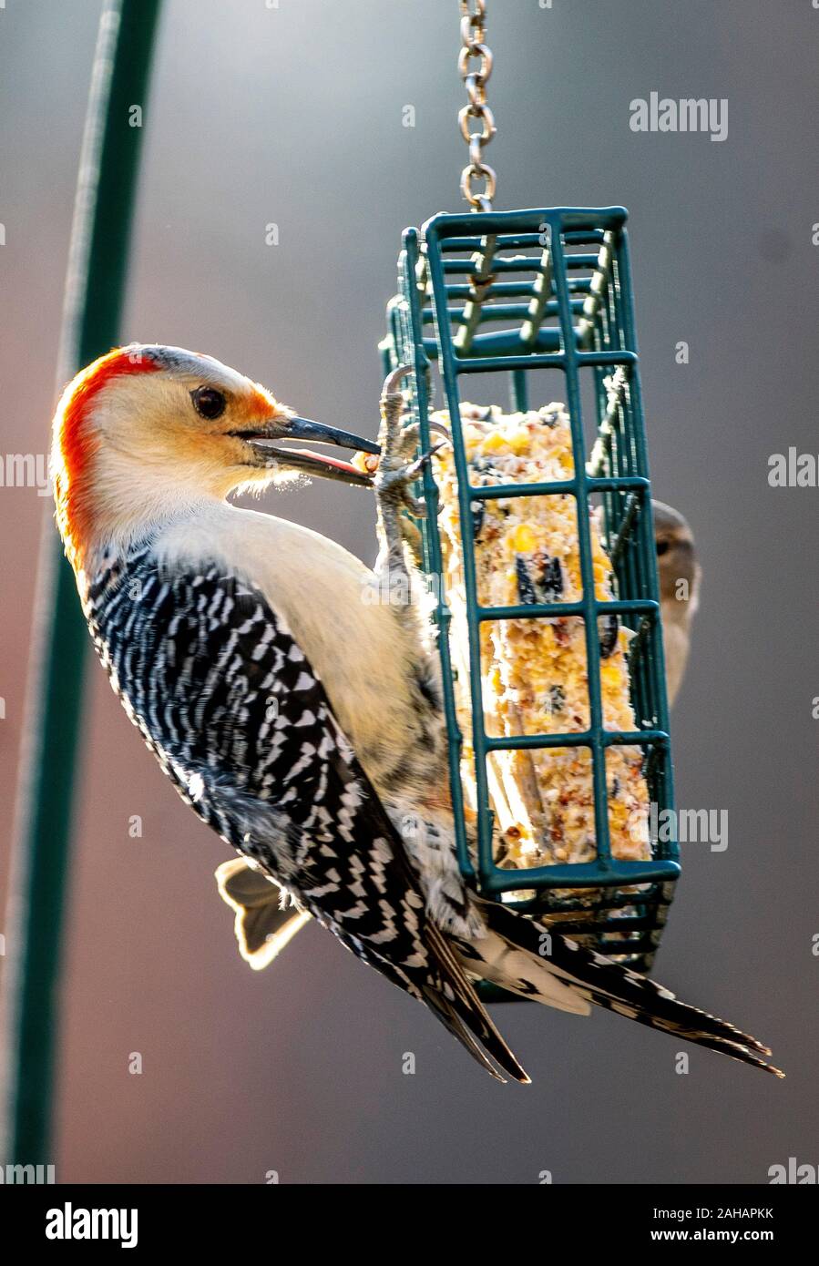 Suet cage hi-res stock photography and images - Alamy