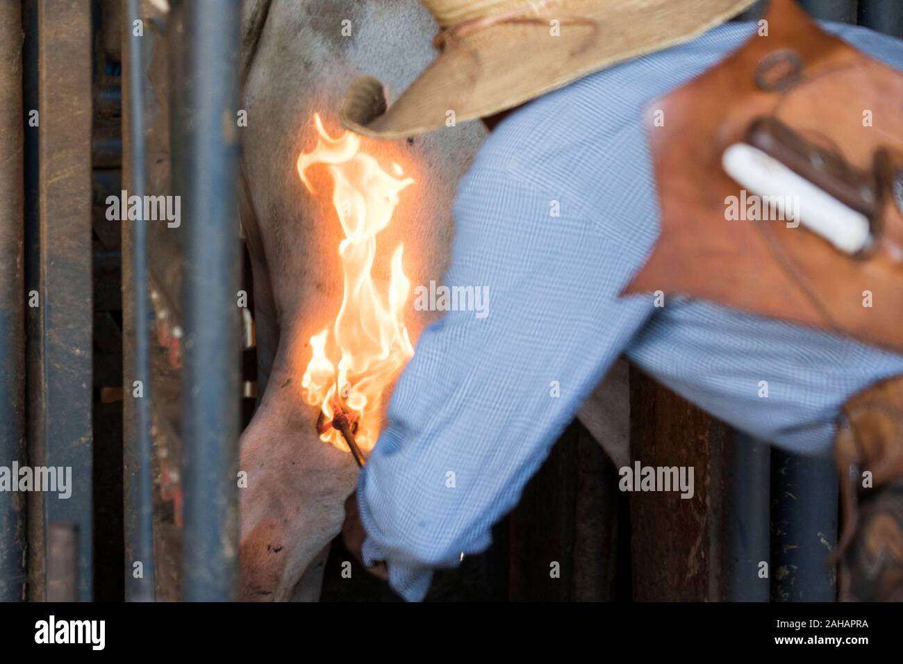 Branding cow hi-res stock photography and images - Alamy